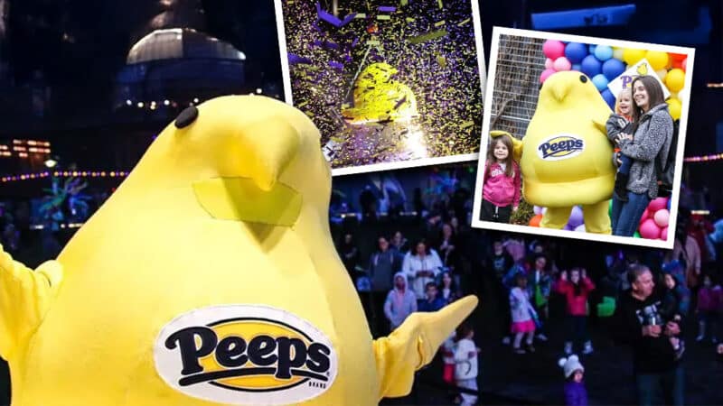 Peepsfest Returns for Family Fun - The Toy Book